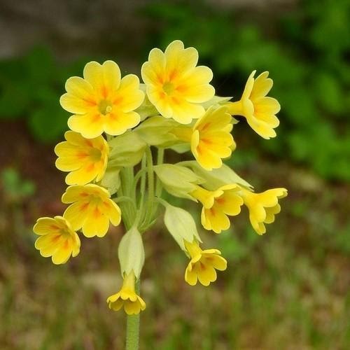 Stell av Primula - Primrose - Stavern Blomstermakeri