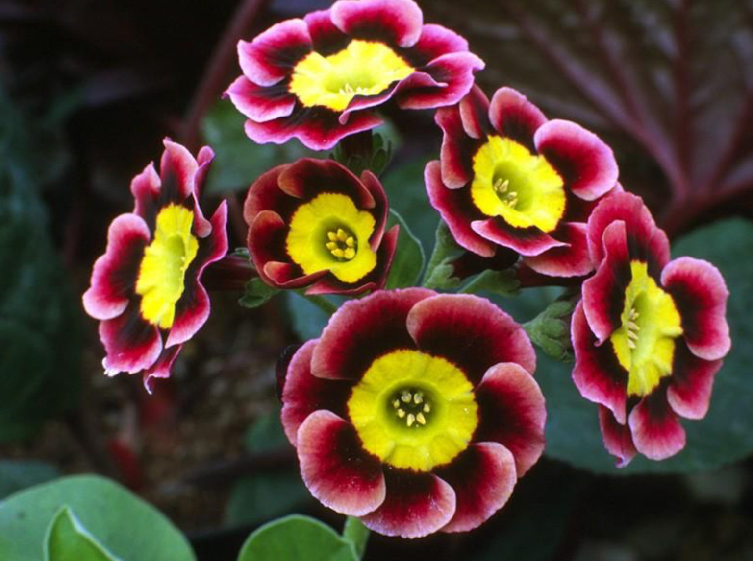 Stell av Primula - Primrose - Stavern Blomstermakeri