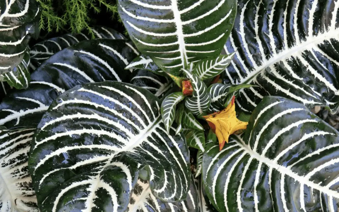 Sukkulent planter | Stavern Blomstermakeri | Blomster i Stavern