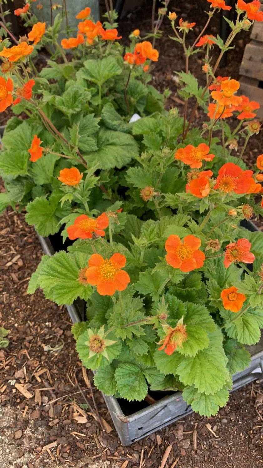 Geum coccineum borisii - Stavern Blomstermakeri - Blomstrende Staude